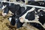 Adisseo Animal Nutrition (JLT Cluster I, Jumeirah Lakes Towers, Al Thanyah 5, Al Thanyah, Hadaeq Mohammed Bin Rashid, Dubai), evcil hayvan yetiştiricileri  Dubai'den