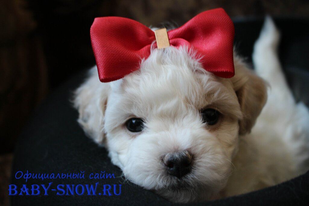 Evcil hayvan yetiştiricileri Dog kennel Baby snow, Minskaya oblastı, foto