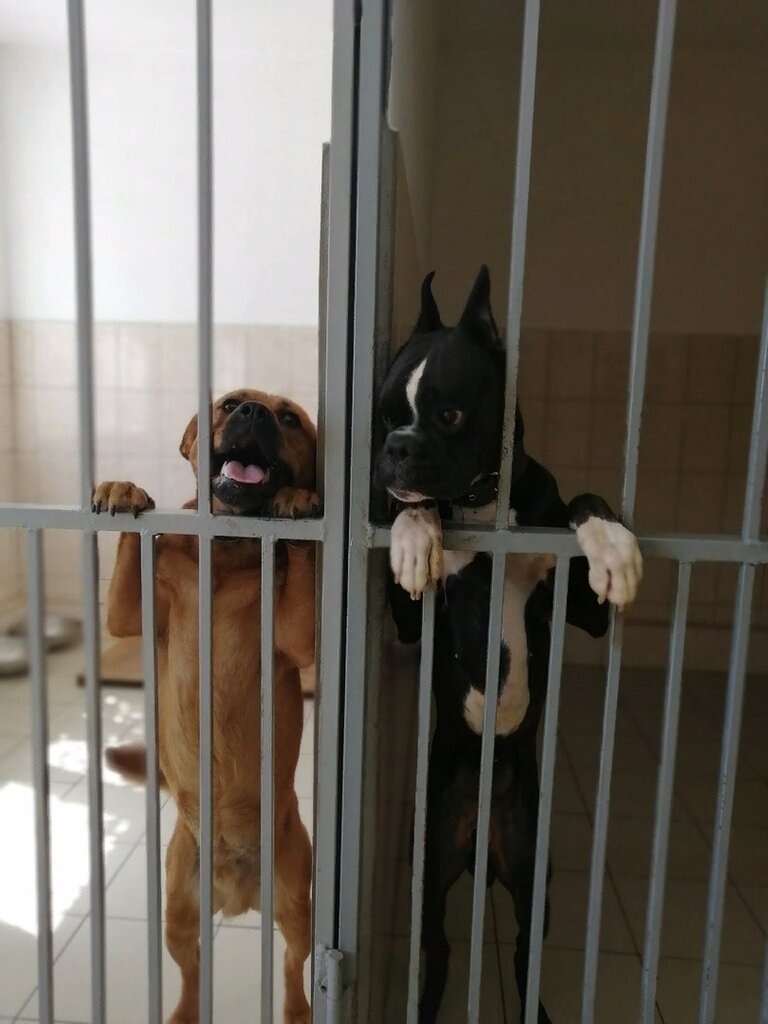Pet otel Зоогостиница для домашних животных, Balakovo, foto