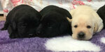 Allevamento i Labrador Di Casa Paraporti (Lombardy, Provincia di Pavia, Via Mulino, 11), evcil hayvan yetiştiricileri  Lombardiya'dan
