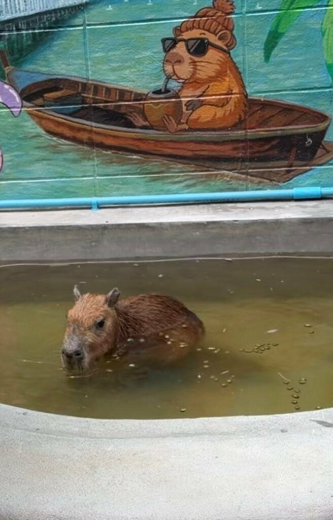 Capybara Cafe, cafe, Mueang Phuket, Wirat Hong Yok Road, 2/4 — Yandex Maps