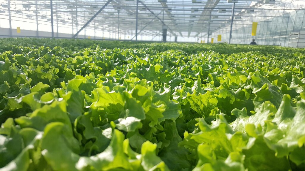 Seracılık Greenhouse Technologies of Kazakhstan, Akmola eyaleti, foto