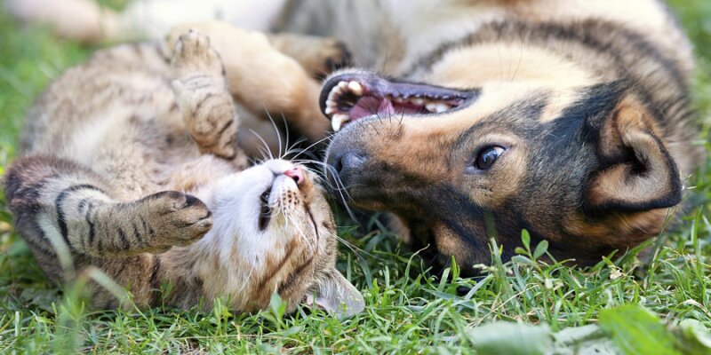 Veteriner klinikleri Alfavet Ambulatorio Veterinario, Sardunya, foto