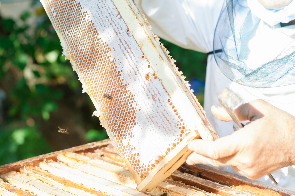 Bal ve arıcılık firmaları Shirokovskiy Honey, Aleksin, foto