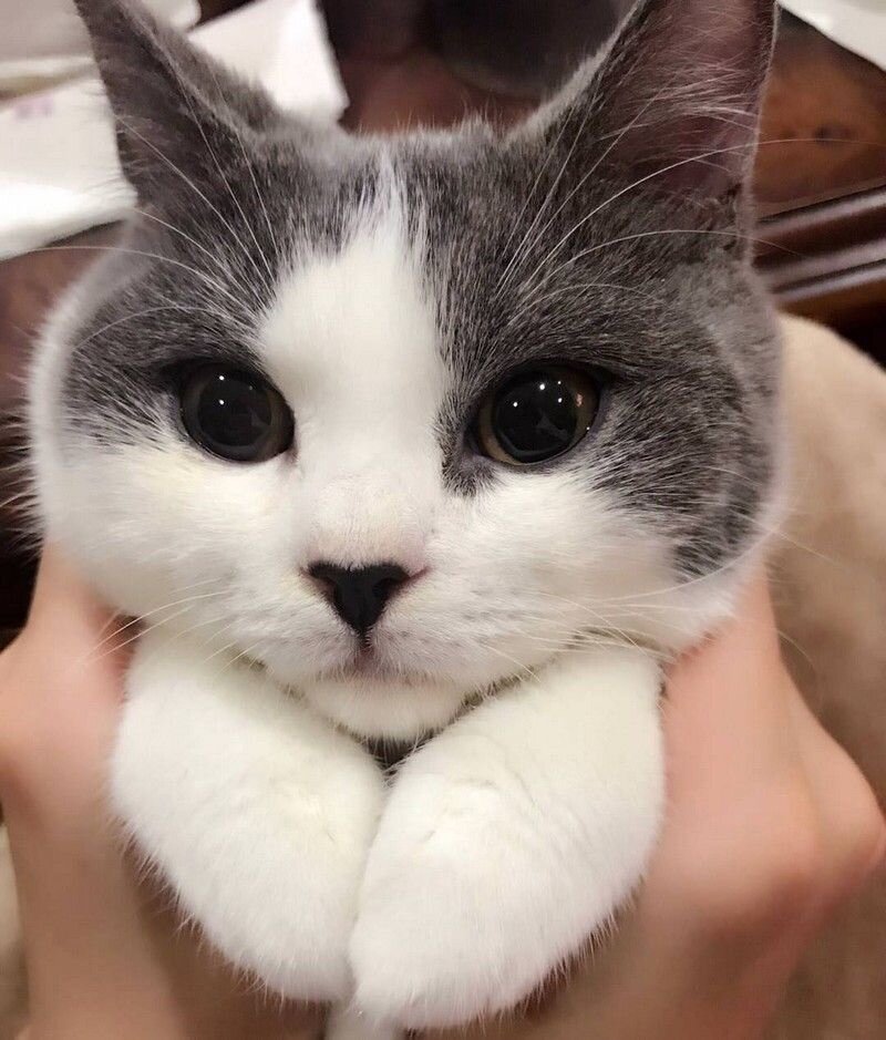 Ulaşım altyapısı Тяговая подстанция № 1А, Tula, foto