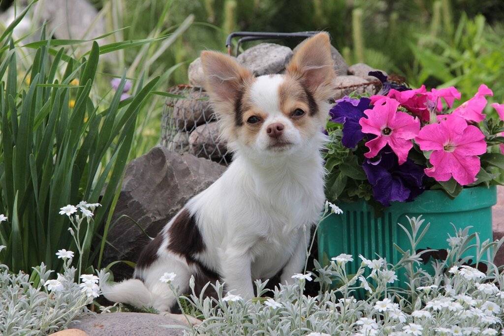 Evcil hayvan yetiştiricileri Chihohit Favorite, Minskaya oblastı, foto
