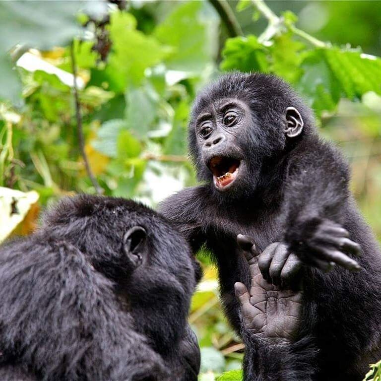 Turizm acenteleri Kabira Safaris Tours, Kampala, foto