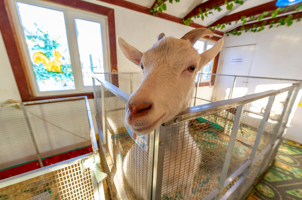 Hayvanat bahçeleri Zoo Mini, Puşkino, foto