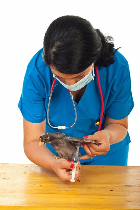 Veteriner klinikleri VetRitual Service, Moskova, foto