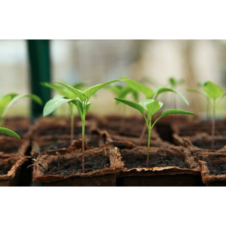 Bahçecilik mağazaları Jardinería Anigrama, Medellin, foto