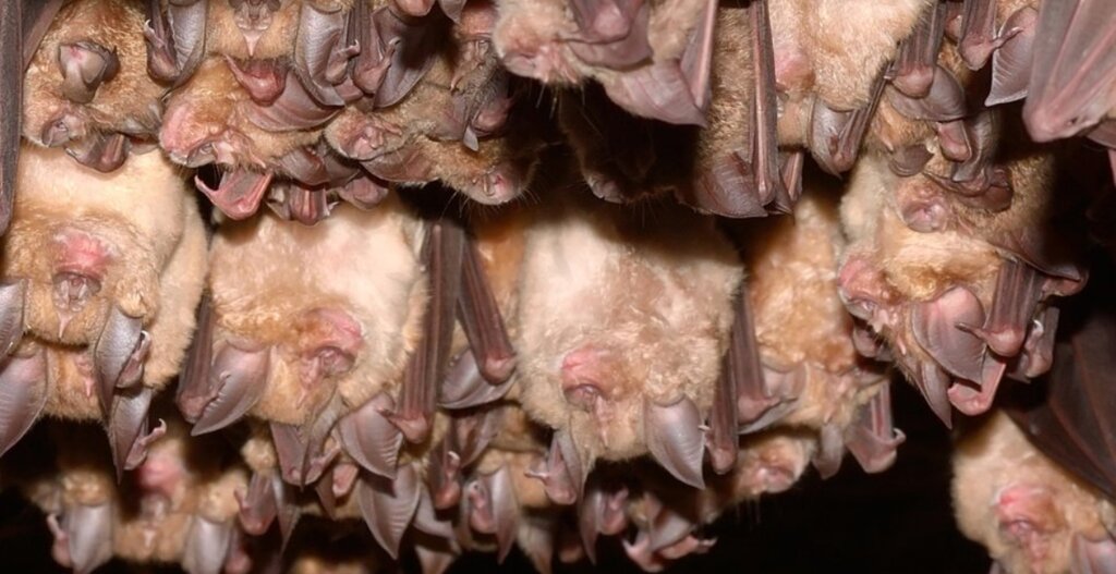 Haşere ilaçlama firmaları Bee Bat & Bird Men, Virginia, foto