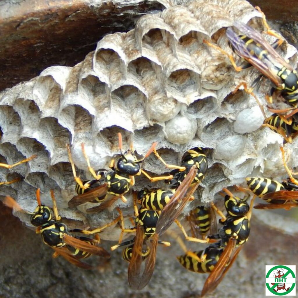 Haşere ilaçlama firmaları ObrabotkaOS, Moskova, foto
