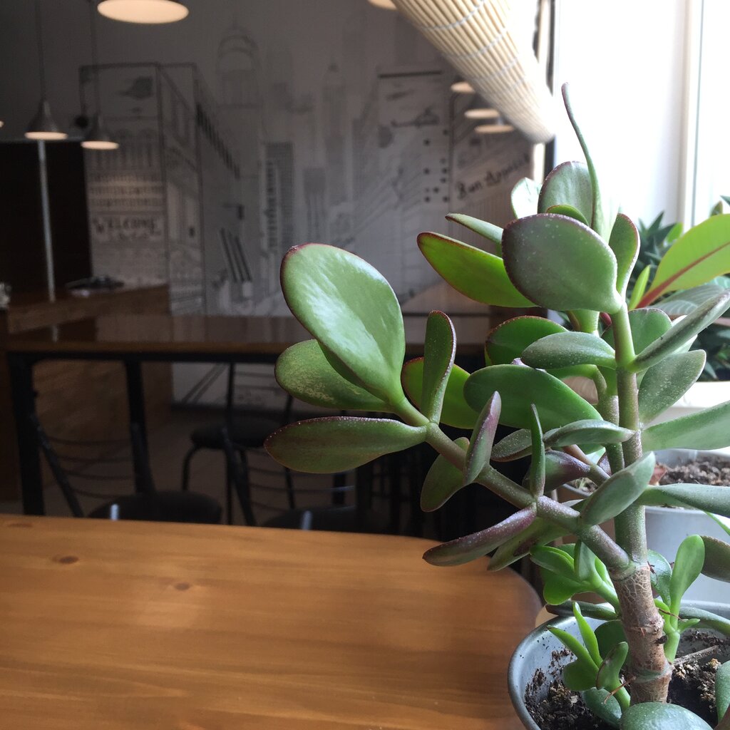 Fast food Бургеры и роллы, Kamensk‑Uralski, foto