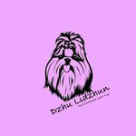 Nursery shih tzu Dzhu Lidzhun Buy a puppy (1-ya Sadovaya ulitsa No:23А, posyolok Kulikovskiy), evcil hayvan yetiştiricileri  Orlovskaya oblastından
