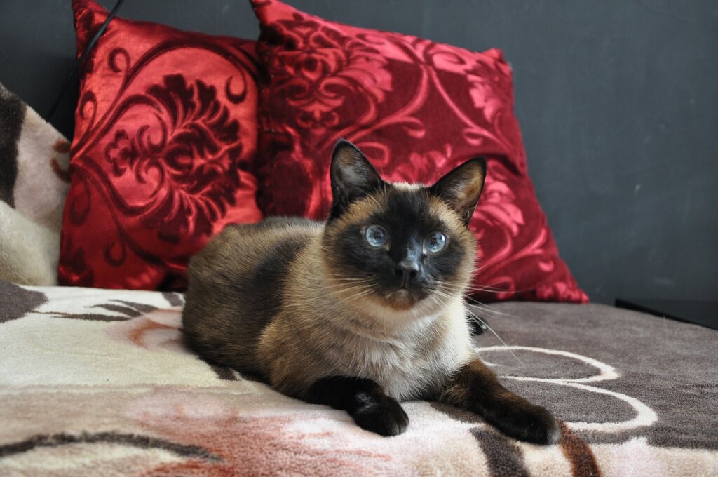 Masa oyunları ve zeka geliştirici oyunlar Антикафе Cat&on, Moskova, foto