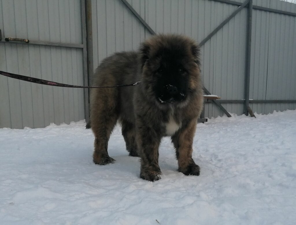 Pet otel Серый Страж, Zlatoust, foto