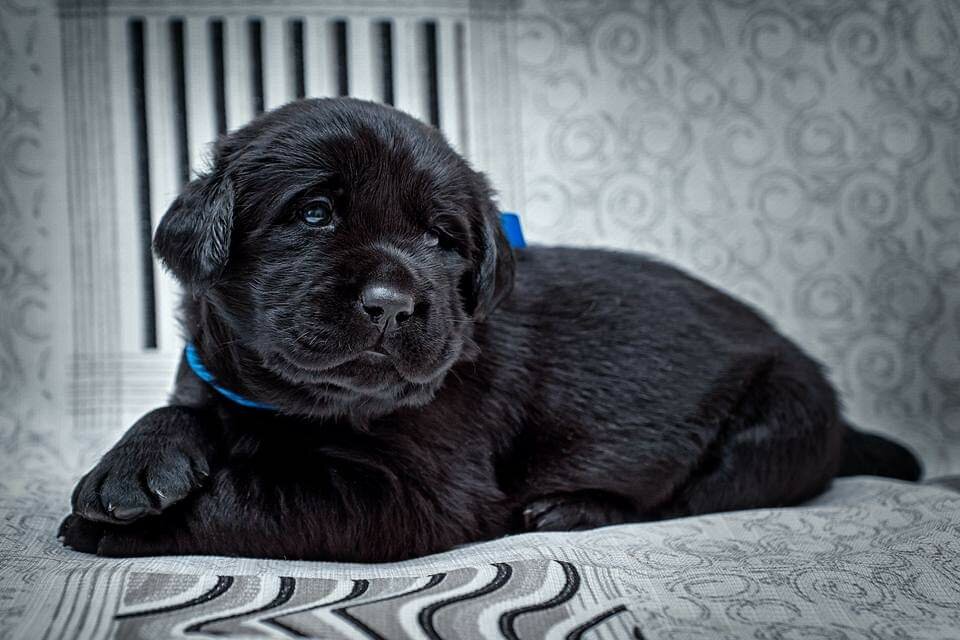 Evcil hayvan yetiştiricileri Kennel labradors & beagles Stella Fidelis, Saratovskaya oblastı, foto