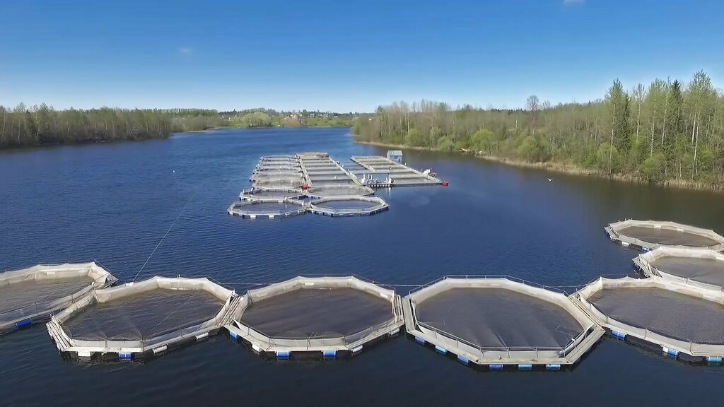 Tarım firmaları Krynitsa, Tverskaya oblastı, foto