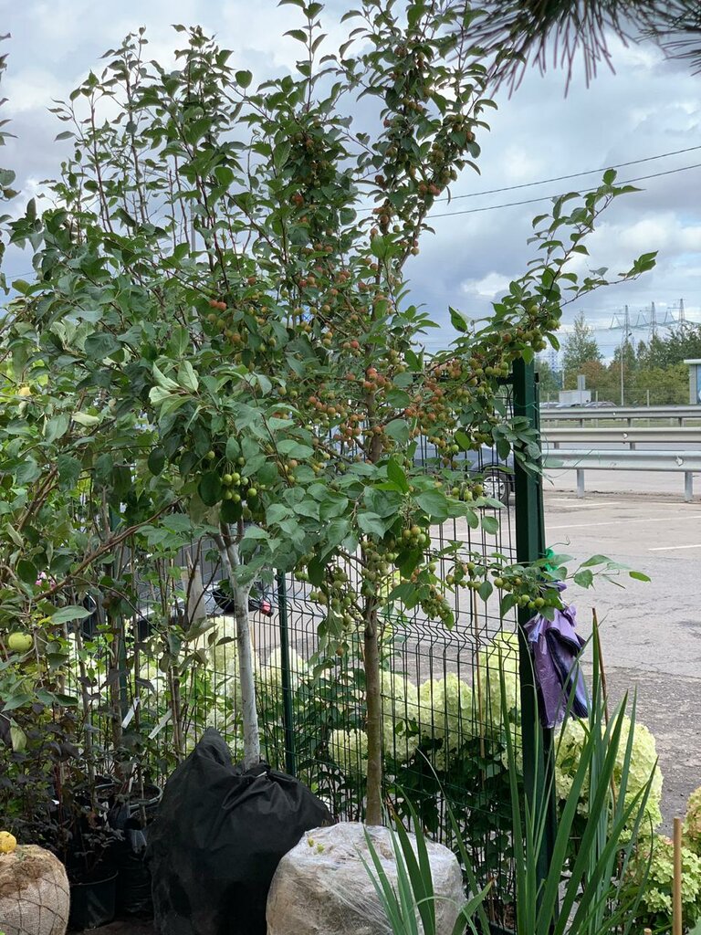 Bahçecilik mağazaları GreenAgroSad, Domodedovo, foto