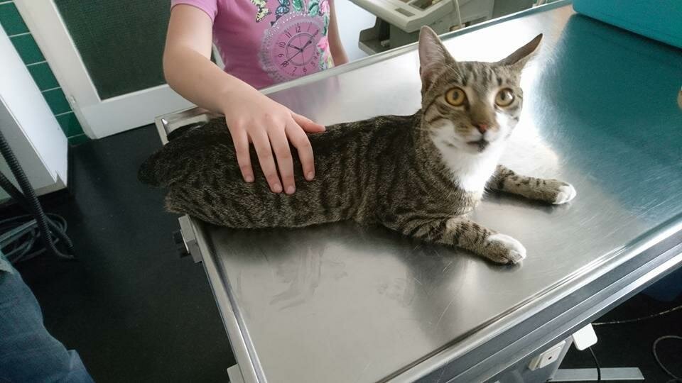 Veteriner klinikleri Dipl-TA Mag. Stefan Burger, Aşağı Avusturya, foto