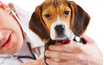 Studio Veterinario Dott. Luongo Marco (Piazza Jan Palach No:40, Rome), veteriner klinikleri  Roma'dan