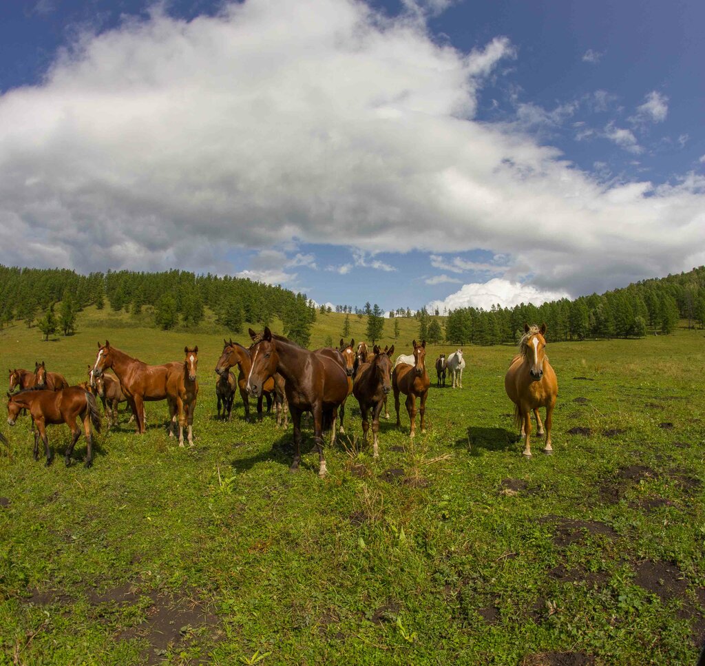 Tatil köyleri ALTAI 3D, Altay Cumhuriyeti, foto