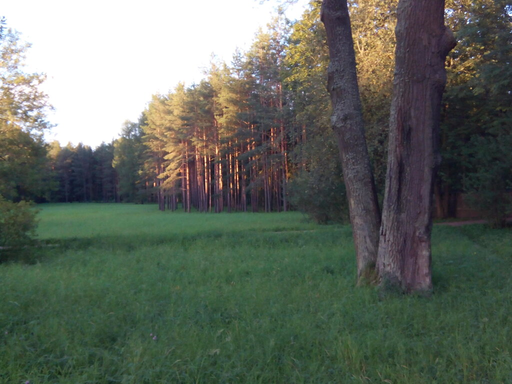 Turistik yerler Розовое поле, Puşkin, foto