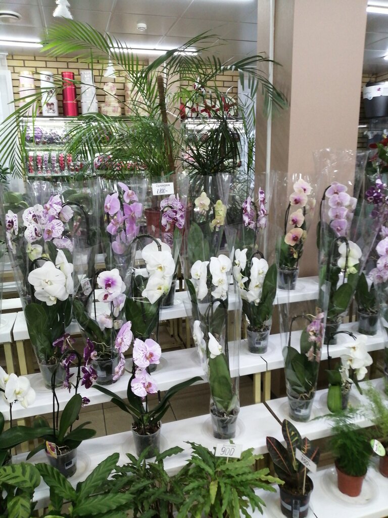 Çiçekçiler Botanika, Novokuznetsk, foto