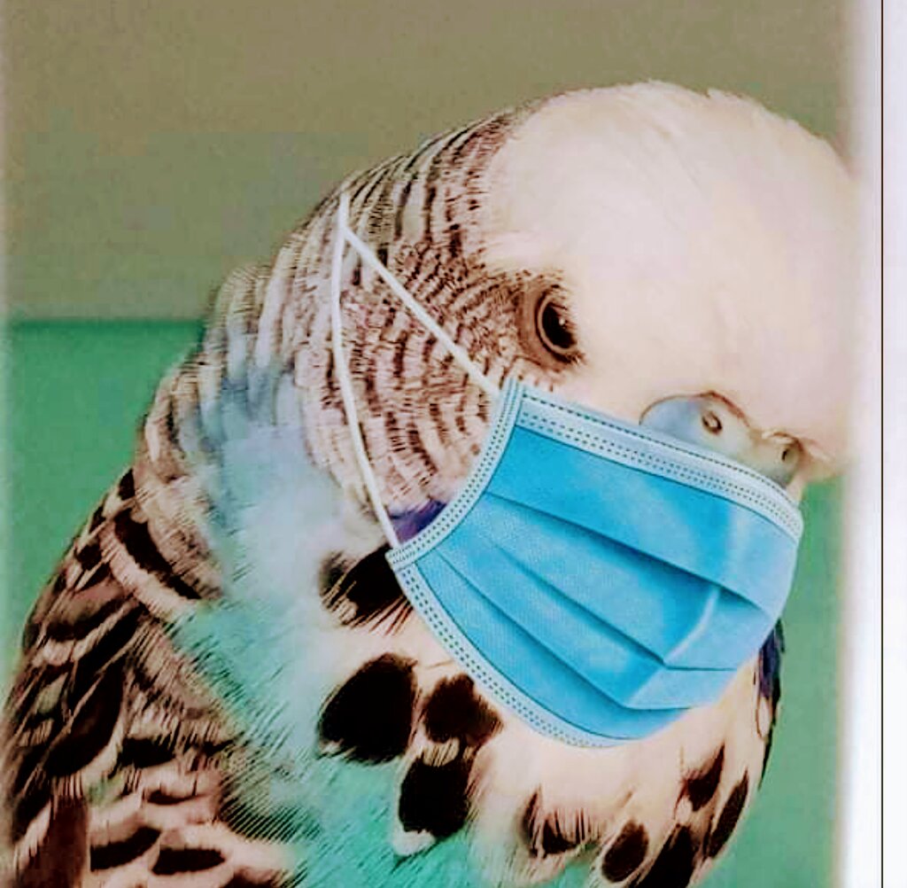 Petshop Alice Petshop, Manavgat, foto