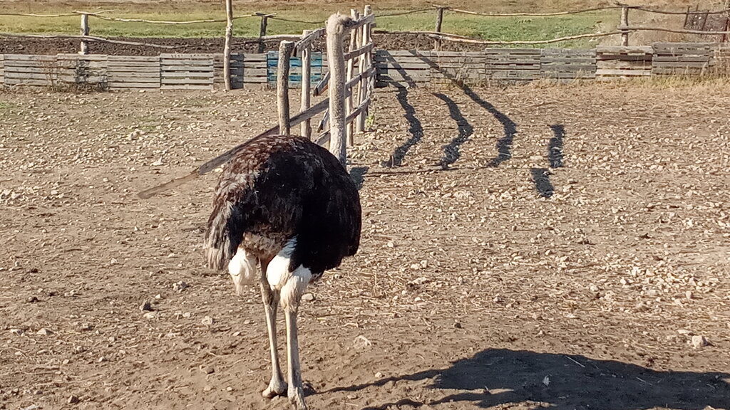 Hayvanat bahçeleri Страусиная ферма, Lugansk Bölgesi, foto