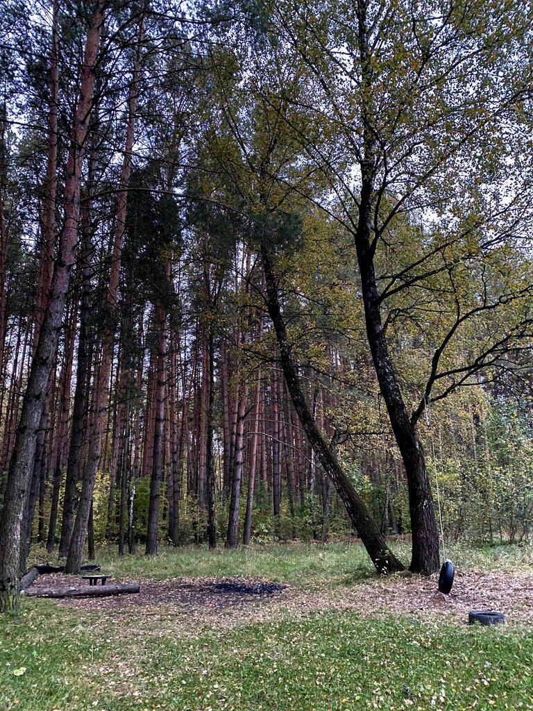 Piknik alanı Место для пикника, Moskova ve Moskovskaya oblastı, foto
