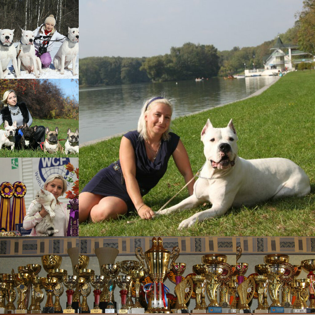 Evcil hayvan yetiştiricileri Kennel Goldinalena, Moskova, foto