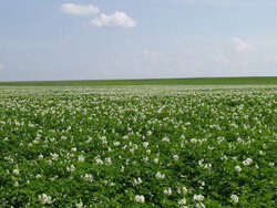Yönetim ofisi Alchak, Kazan, foto