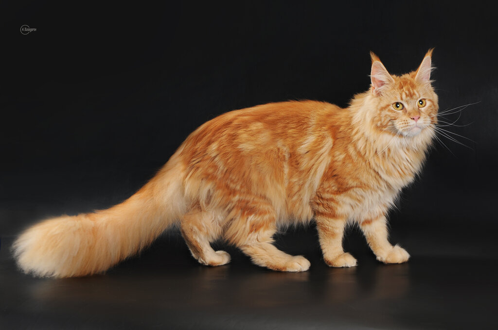 Evcil hayvan yetiştiricileri Camellia Coon maine coon cattery, Herson, foto