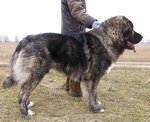 Pitomnik Grozovoy Pereval (Tenistaya ulitsa No:1), evcil hayvan yetiştiricileri  Diatkovo'dan