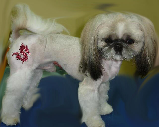 Evcil hayvan kuaförleri Strizhka sobak HappyDogs, Nijni Tagil, foto