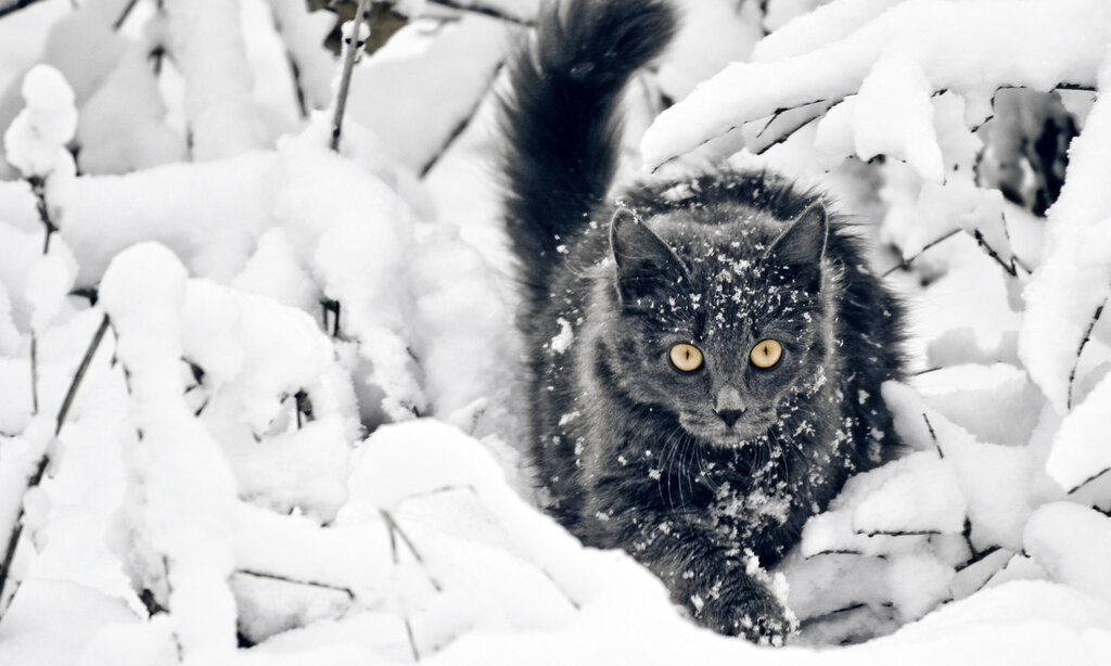 Ortaokul ООШ I-III ступеней и детский сад, Kamenka‑Dniprovskaya, foto