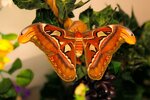 Butterfly Park (Primorskiy Avenue No:72), hediyelik eşya mağazaları  Saint‑Petersburg'dan