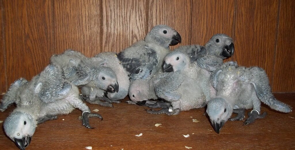 Evcil hayvan yetiştiricileri Nursery Jacko the parrot, Moskova, foto