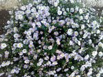 Store garden flowers (Shchaslyva vulytsia No:37), çiçekçiler  Razdel'naya'dan