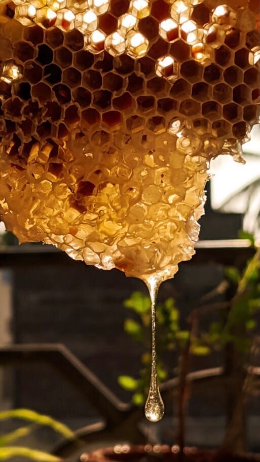 Bal ve arıcılık firmaları Bee Paradise, Moskova ve Moskovskaya oblastı, foto