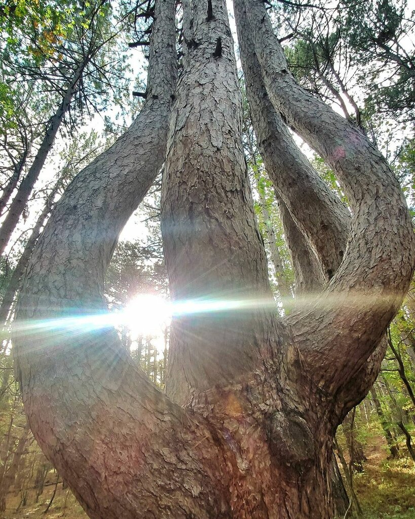 Doğa Seven-stemmed pine, Kırım Cumhuriyeti, foto