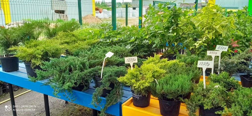 Sera ve bahçe ürünleri Beliy Naliv, Moskova ve Moskovskaya oblastı, foto