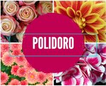Fiori e piante articoli da regalo Polidoro (Basilicata, Potenza, Via Giuseppe Garibaldi), çiçek teslimatı  Basilicata'dan