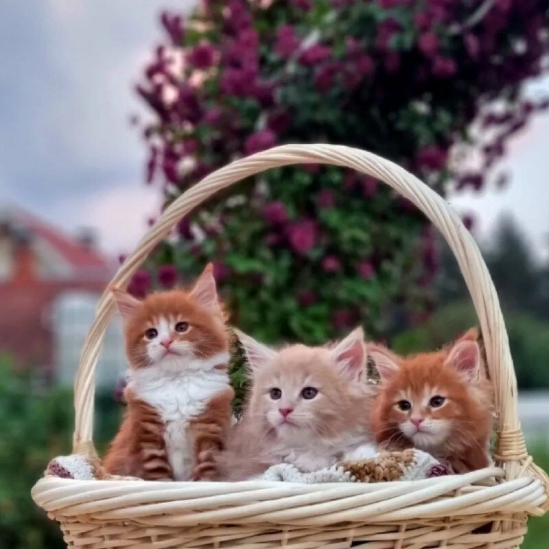 Evcil hayvan yetiştiricileri Gardarika, Stupino, foto