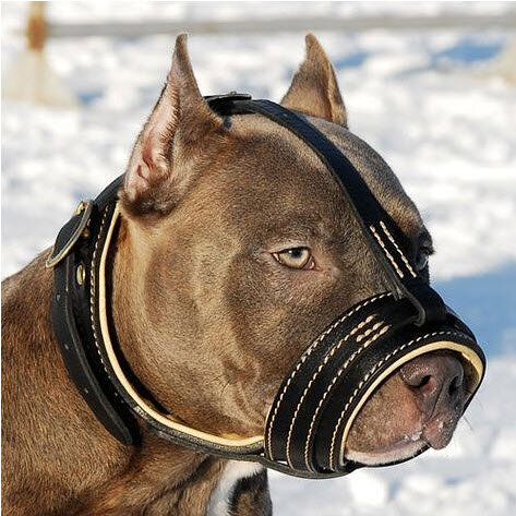 Petshop 2kakadu.by, Minsk, foto