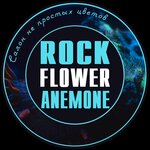 Rock Flower Anemone (Novoe Highway No:8, Drozhzhino), çiçekçiler  Moskova ve Moskovskaya oblastından