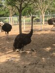 Ostrich Farm (Almaty oblysy, Eńbekshiqazaq aýdany, Qazaqstan aýyly), tarım firmaları  Almatı eyaletinden