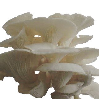 Mantar yetiştirme ve satış Best Quality Mushroom, İstanbul, foto
