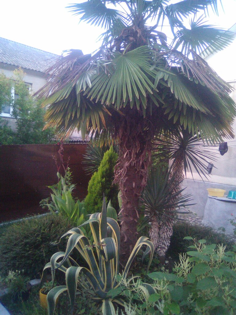 Konuk evi U Lidii, Soçi, foto